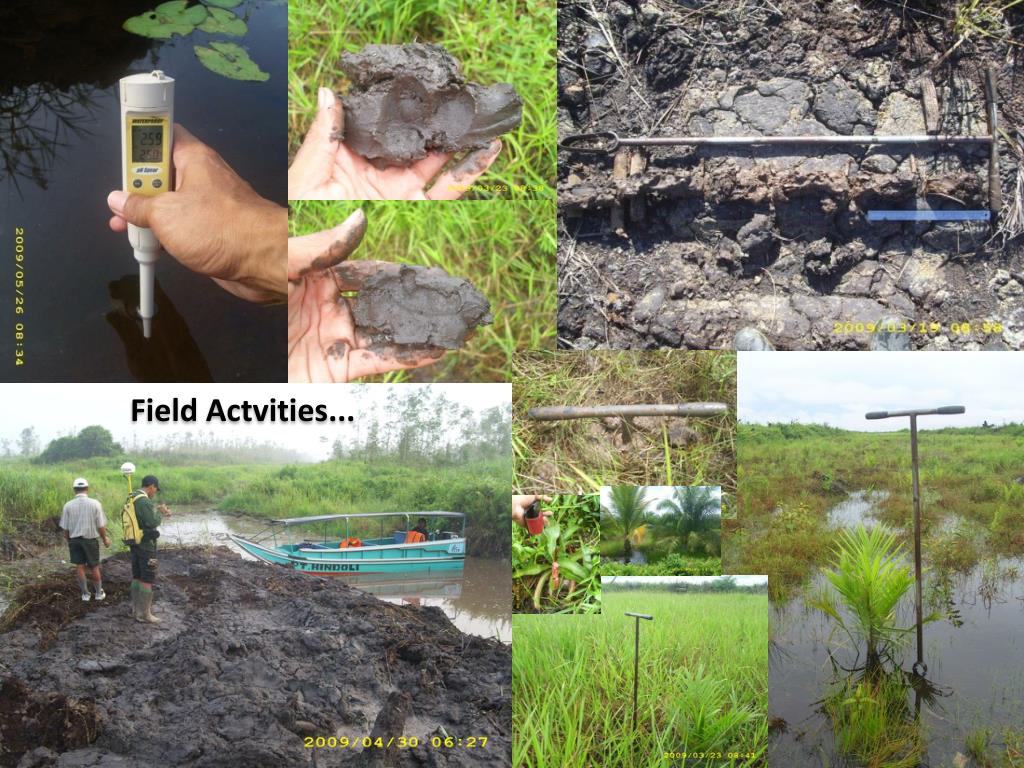 PPT - Contoh Observasi Lapangan di Lahan Sulfat Masam PowerPoint ...