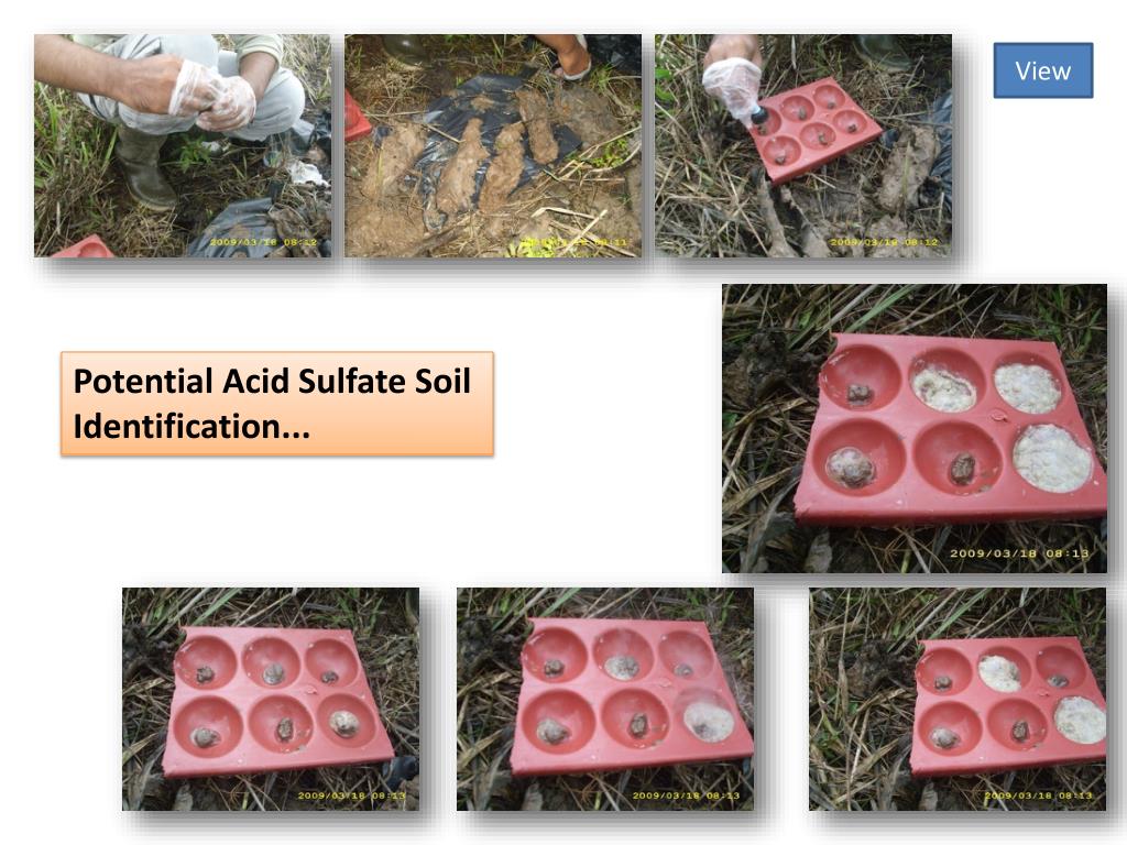 PPT - Contoh Observasi Lapangan di Lahan Sulfat Masam PowerPoint ...