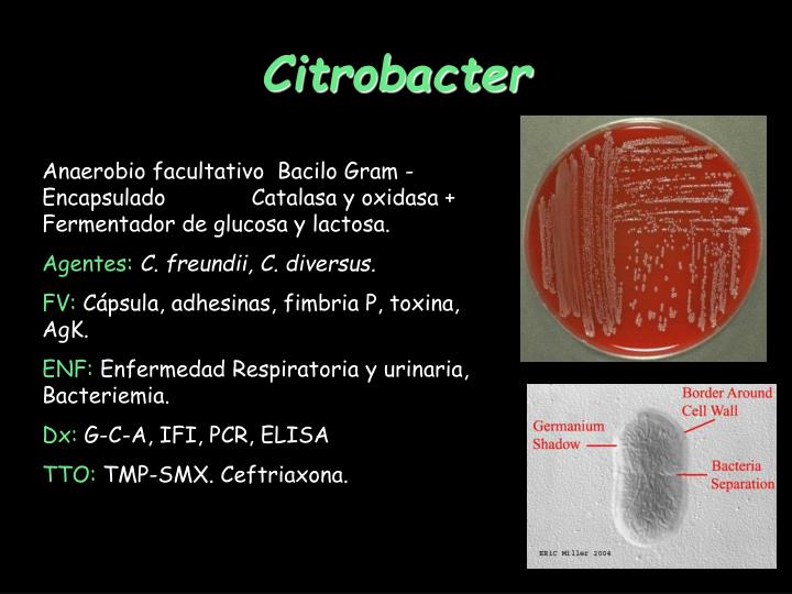 PPT - BACTERIAS PowerPoint Presentation - ID:3253741