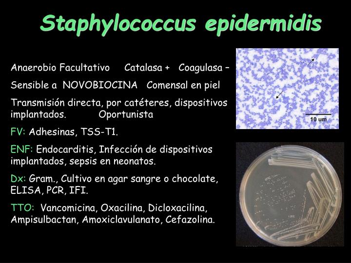 PPT - BACTERIAS PowerPoint Presentation - ID:3253741