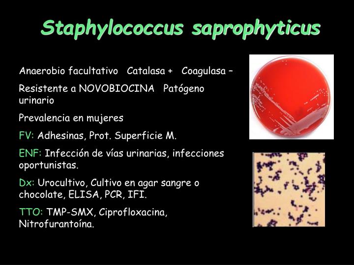 PPT - BACTERIAS PowerPoint Presentation - ID:3253741