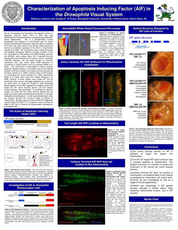 PPT - Characterization of Apoptosis Inducing Factor (AIF) in the ...