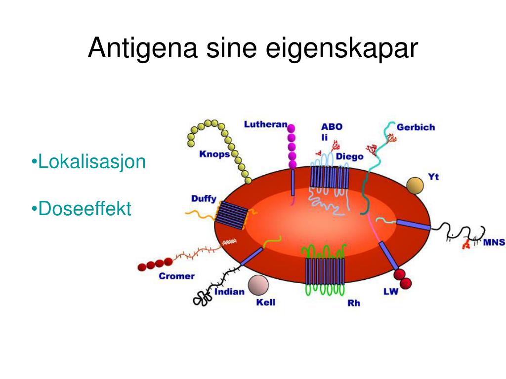 PPT - Teknikkar: Blodtypeserologiske metodar PowerPoint Presentation ...