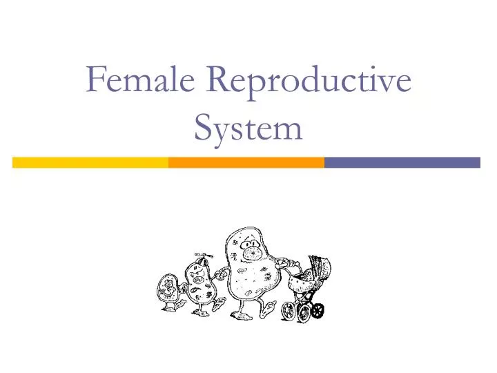 PPT - Female Reproductive System PowerPoint Presentation, free download ...