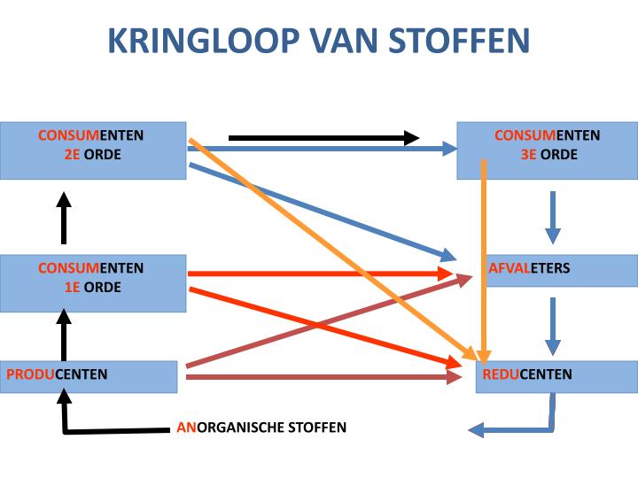 PPT - 13.3 t/m 13.5 Voedselketens / Voedselpiramides / Biomassa / BPP ...