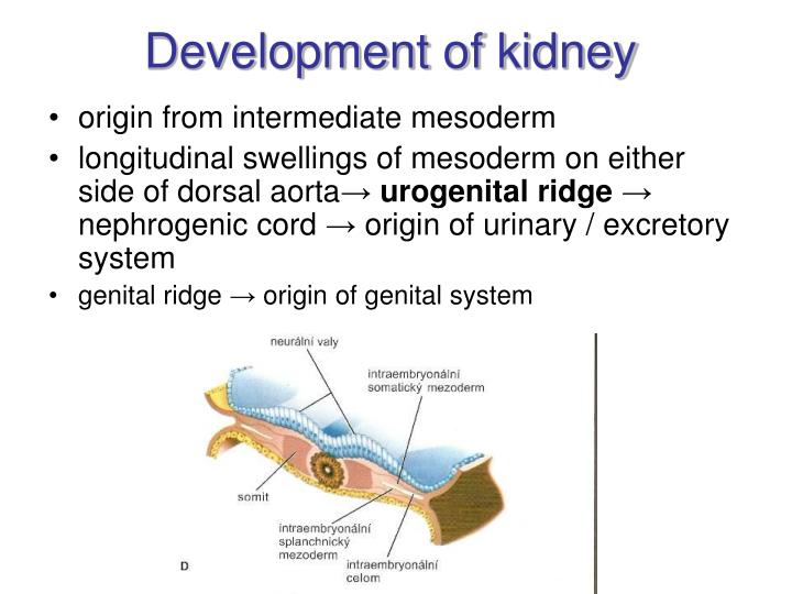 PPT - Urinary system Systema urinarium Kidneys Renes PowerPoint ...