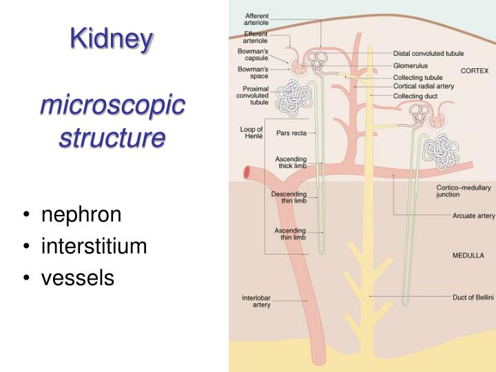 PPT - Urinary system Systema urinarium Kidneys Renes PowerPoint ...