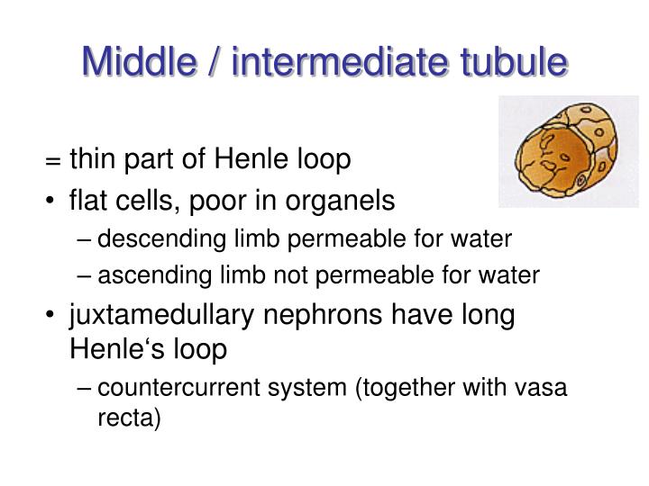 PPT - Urinary system Systema urinarium Kidneys Renes PowerPoint ...