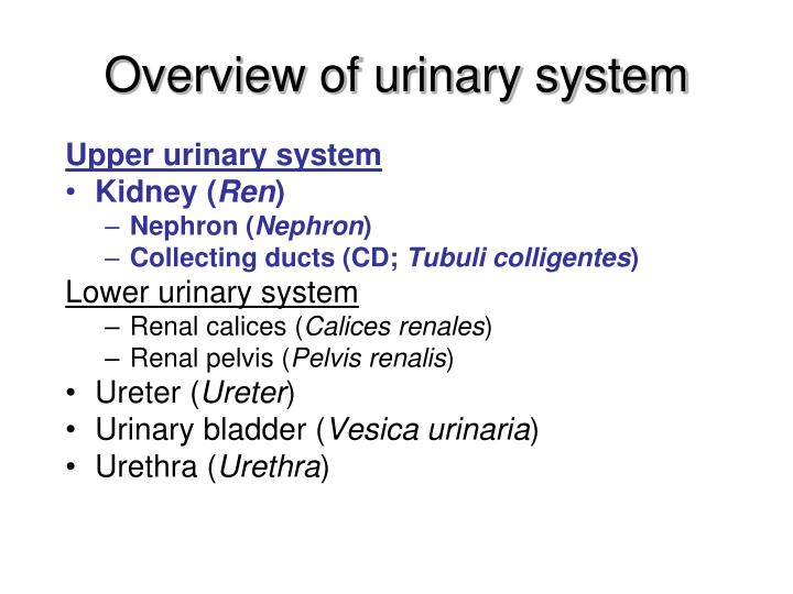 PPT - Urinary system Systema urinarium Kidneys Renes PowerPoint ...