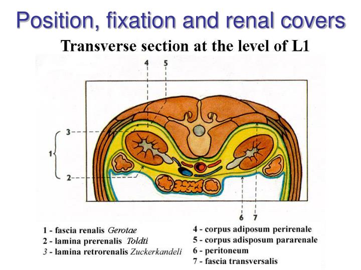 PPT - Urinary system Systema urinarium Kidneys Renes PowerPoint ...