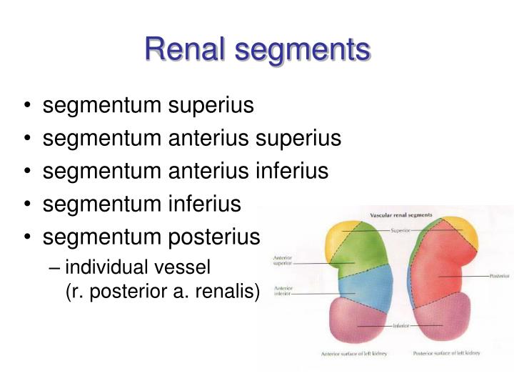 PPT - Urinary system Systema urinarium Kidneys Renes PowerPoint ...