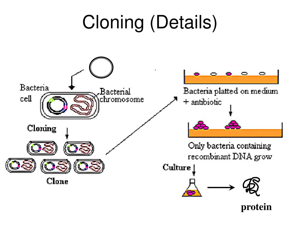 Recombinant Protein Production Recombinant Protein Production
