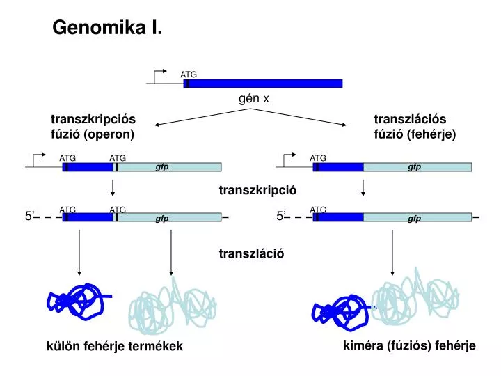 PPT - Genomi ka I . PowerPoint Presentation, free download - ID:3256688