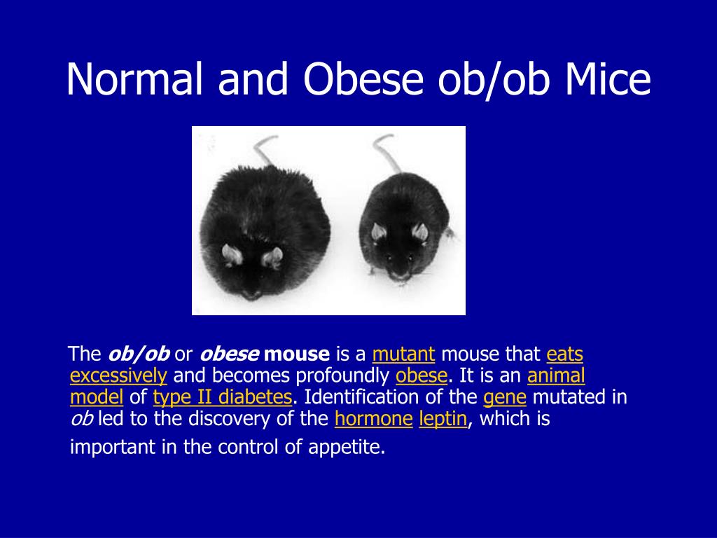 PPT - Evolutionary Antecedents of Obesity- Why we are fat PowerPoint Presentation - ID:3257187