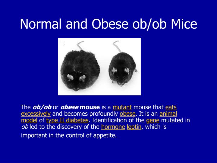 PPT - Evolutionary Antecedents of Obesity- Why we are fat PowerPoint ...