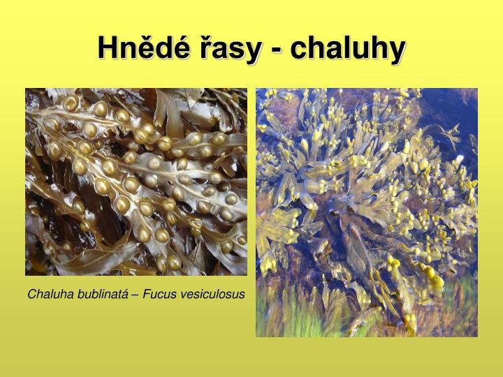 PPT - Ř A S Y PowerPoint Presentation - ID:3257601