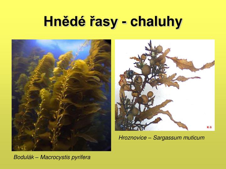 PPT - Ř A S Y PowerPoint Presentation - ID:3257601