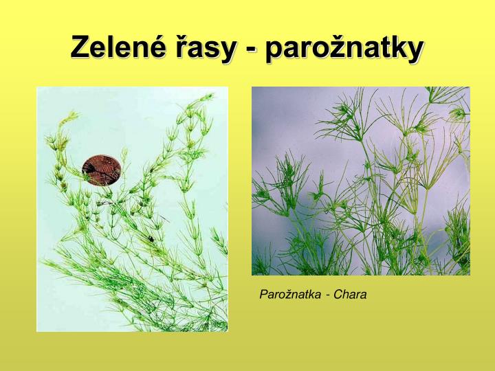 PPT - Ř A S Y PowerPoint Presentation - ID:3257601
