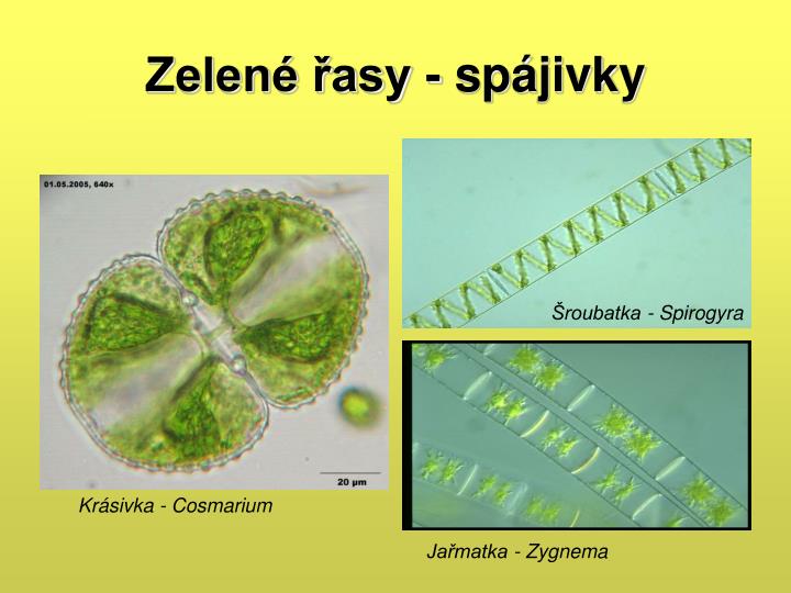 PPT - Ř A S Y PowerPoint Presentation - ID:3257601