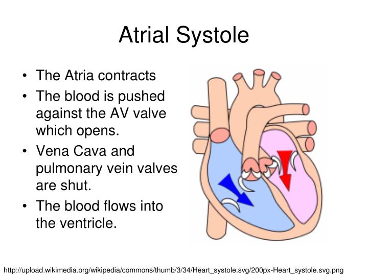 PPT - How your Heart beats… PowerPoint Presentation - ID:3257778