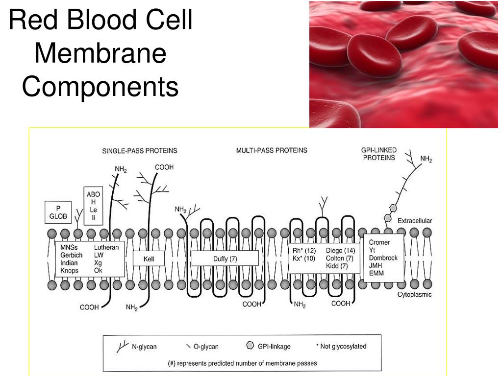 PPT - History ABO System Phenotype ABO System Genotype Rh system Other ...