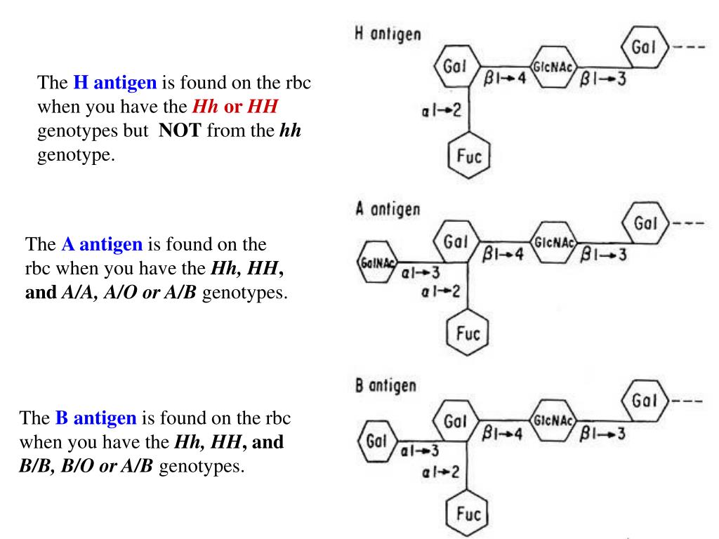 PPT - History ABO System Phenotype ABO System Genotype Rh system Other ...