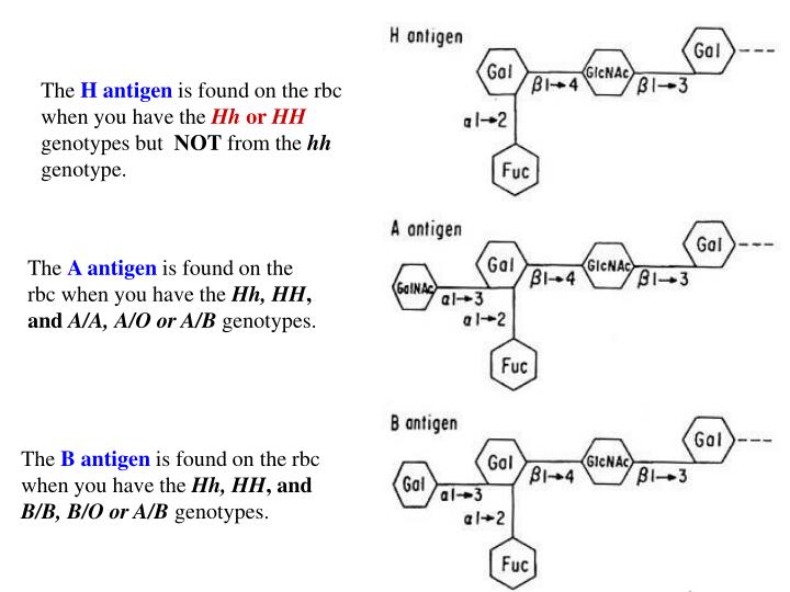 PPT - History ABO System Phenotype ABO System Genotype Rh system Other ...