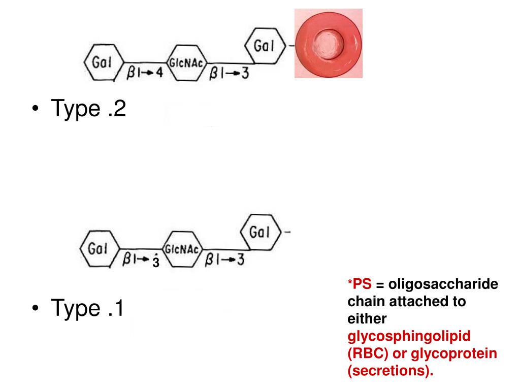 PPT - History ABO System Phenotype ABO System Genotype Rh system Other ...