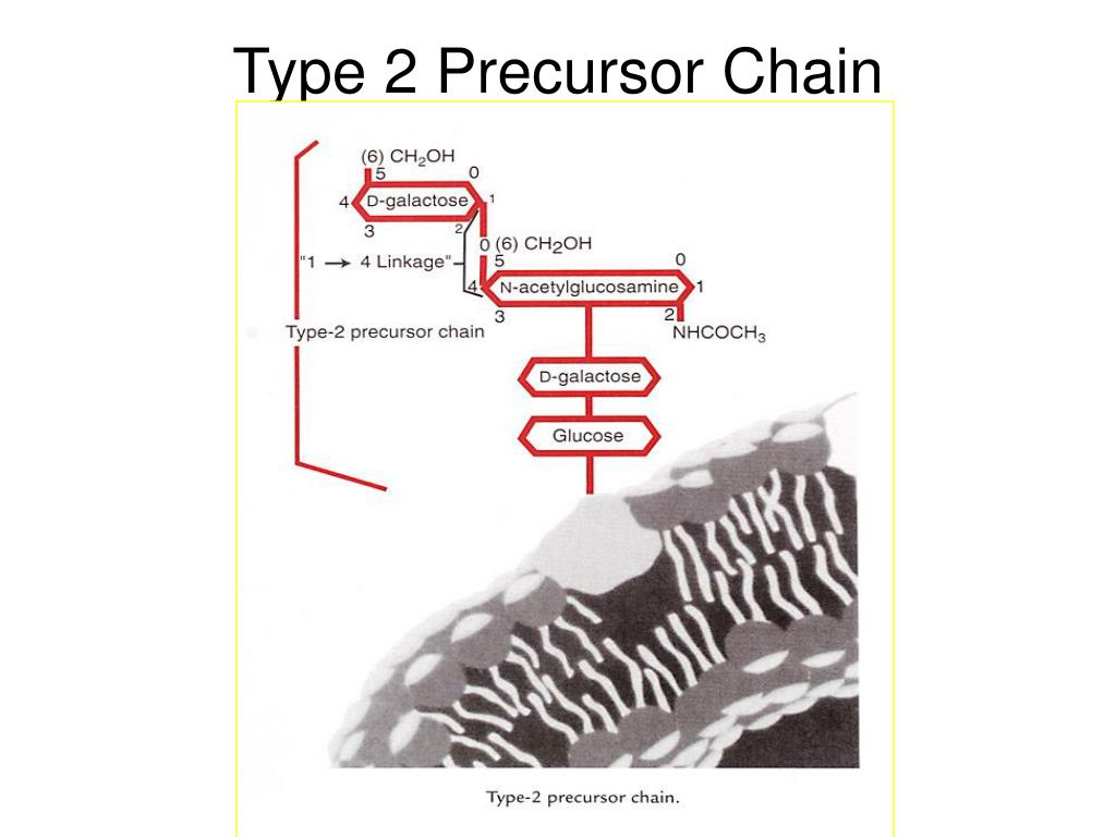 PPT - History ABO System Phenotype ABO System Genotype Rh system Other ...