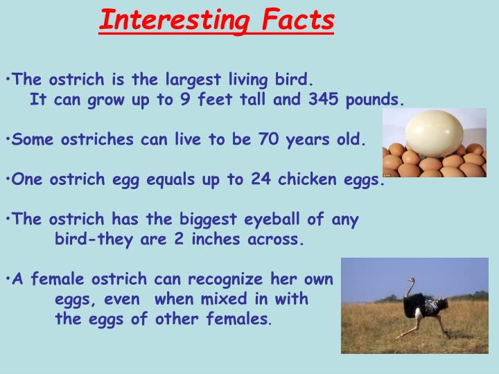 PPT - Ostrich PowerPoint Presentation - ID:3258463