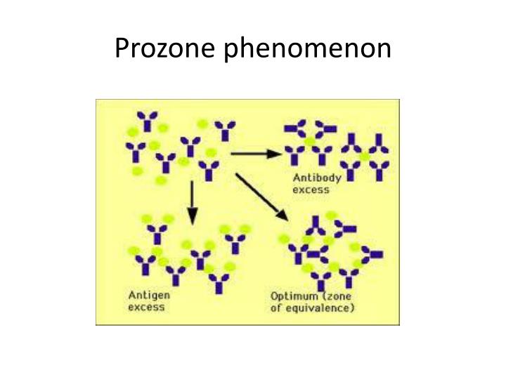 PPT - Agglutination PowerPoint Presentation - ID:3258475