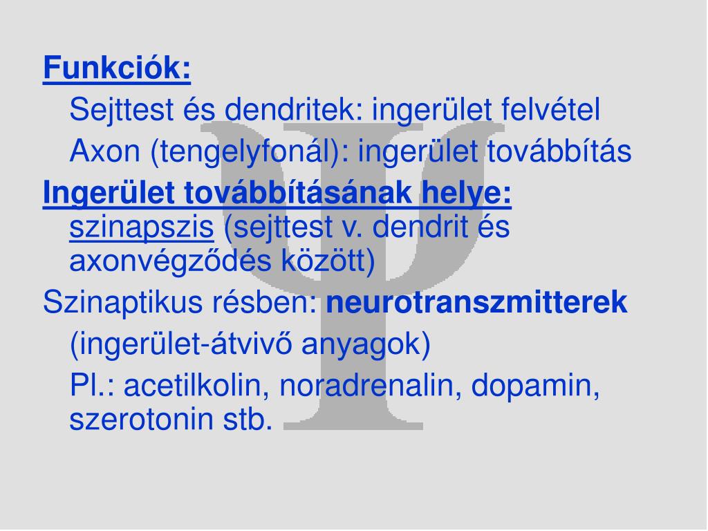 PPT - Az idegrendszer felépítése és működése PowerPoint Presentation ...