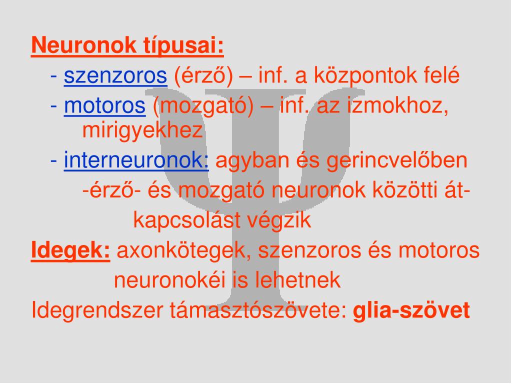 PPT - Az idegrendszer felépítése és működése PowerPoint Presentation ...