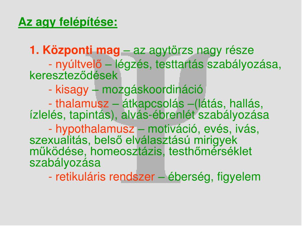 PPT - Az idegrendszer felépítése és működése PowerPoint Presentation ...