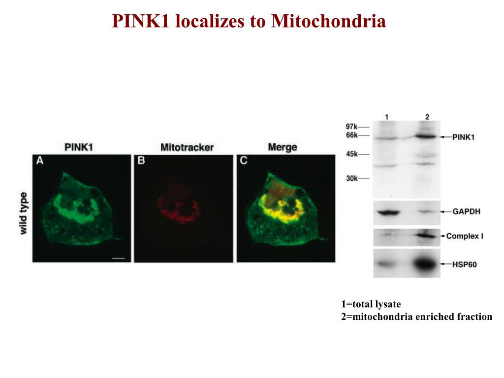 PPT - February 19 th BIOS E108 Parkinson’s disease: Parkin and PINK1 ...