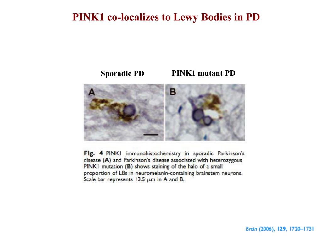 PPT - February 19 th BIOS E108 Parkinson’s disease: Parkin and PINK1 ...