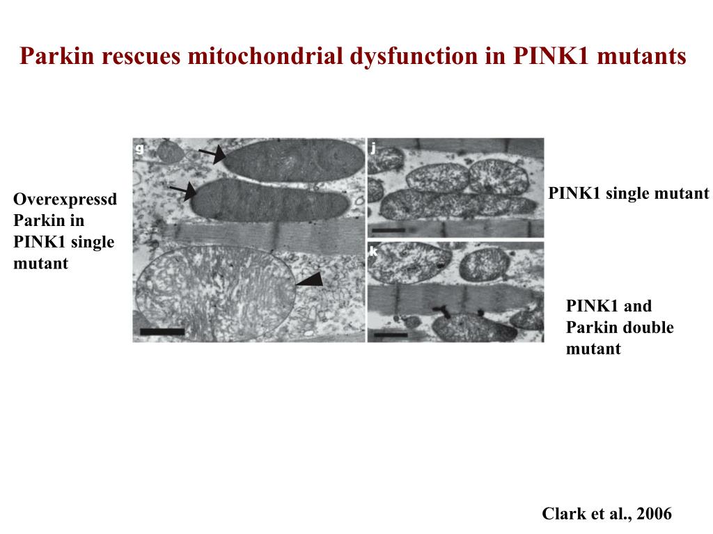 PPT - February 19 th BIOS E108 Parkinson’s disease: Parkin and PINK1 ...