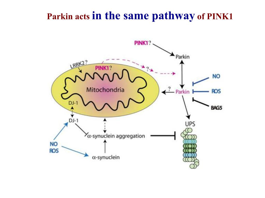 PPT - February 19 th BIOS E108 Parkinson’s disease: Parkin and PINK1 ...