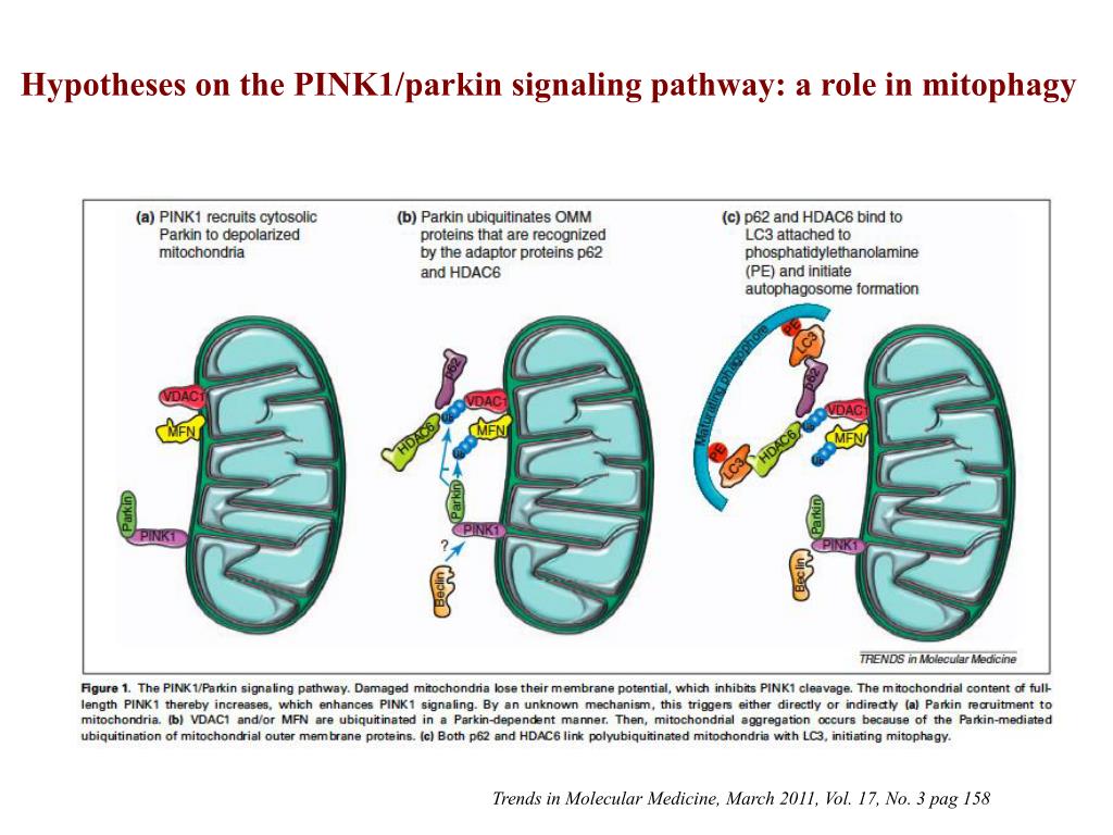 PPT - February 19 th BIOS E108 Parkinson’s disease: Parkin and PINK1 ...