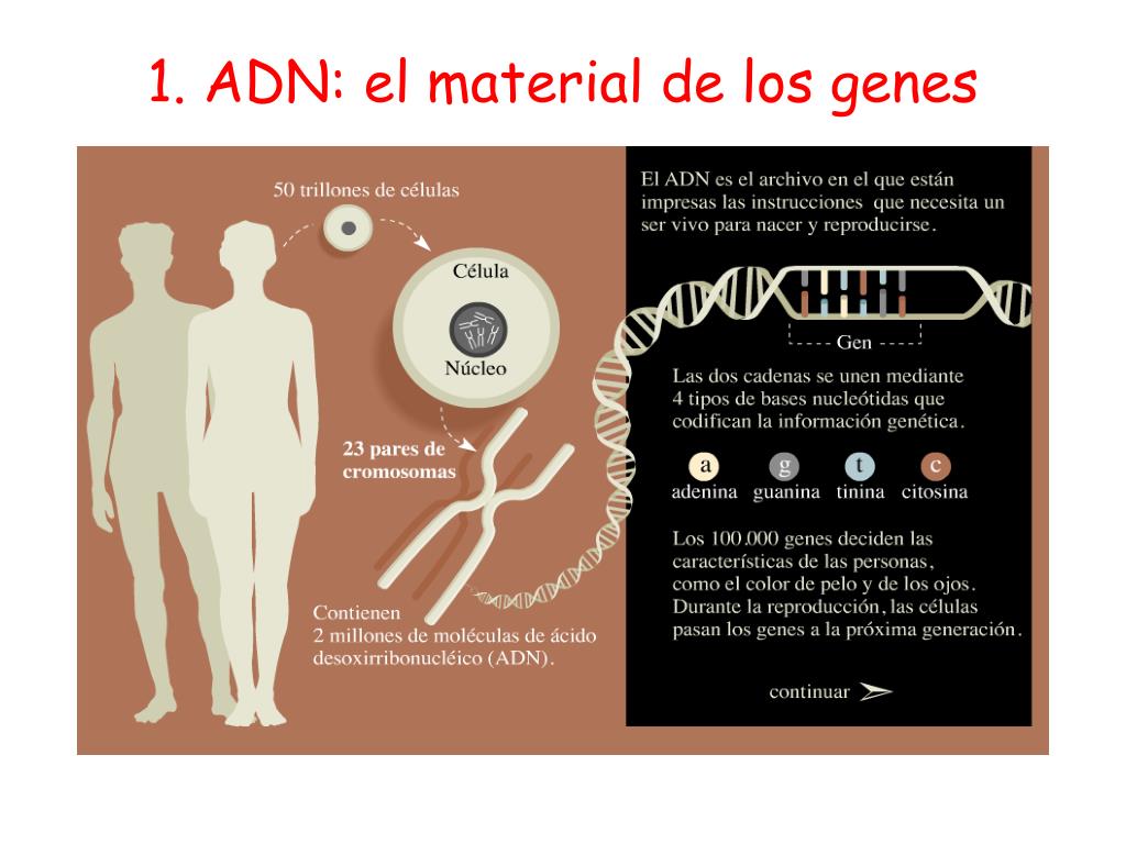 PPT - TEMA 5: GENES E INGENIERÍA GENÉTICA PowerPoint Presentation, free ...