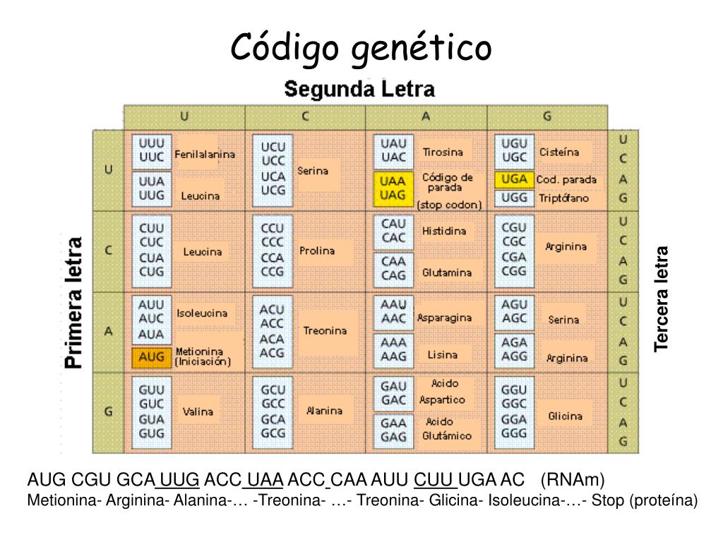 PPT - TEMA 5: GENES E INGENIERÍA GENÉTICA PowerPoint Presentation, free ...