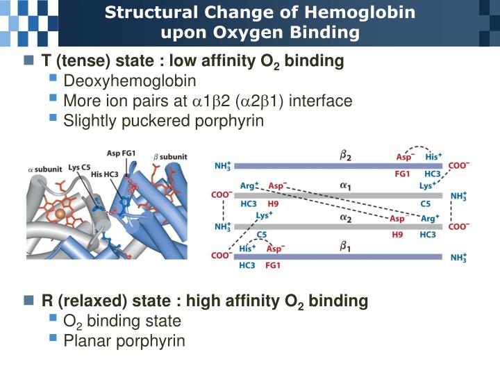 PPT - Chapter 5 Protein Function PowerPoint Presentation - ID:3259615
