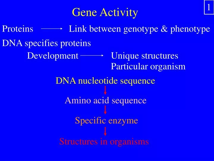 PPT - Gene Activity PowerPoint Presentation, free download - ID:3259863