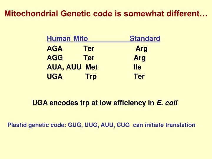 PPT - The mitochondrial genome PowerPoint Presentation - ID:3259879