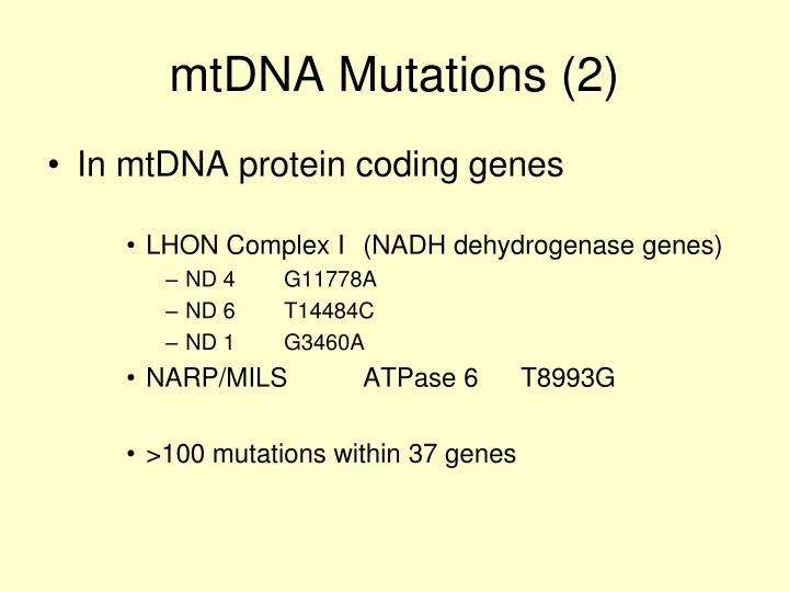 PPT - The mitochondrial genome PowerPoint Presentation - ID:3259879