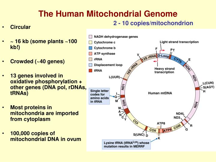 PPT - The mitochondrial genome PowerPoint Presentation - ID:3259879