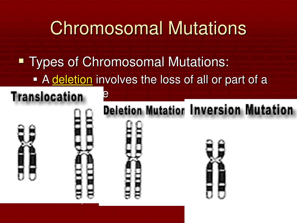Ppt Mutations Powerpoint Presentation Free Download Id 3259892