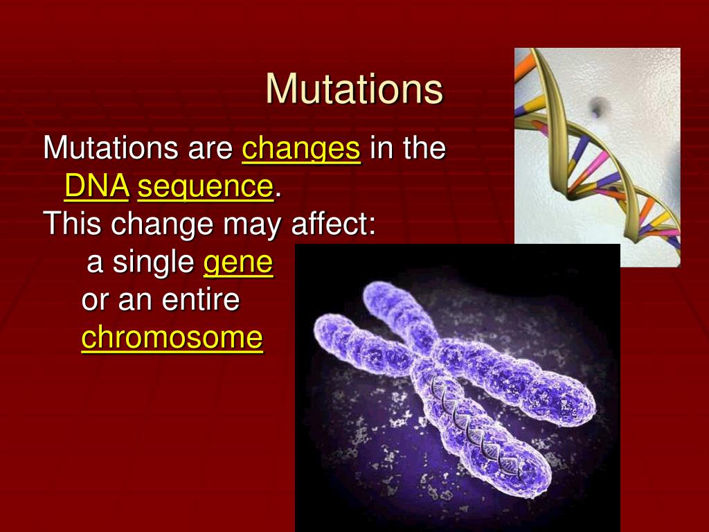 Ppt Mutations Powerpoint Presentation Free Download Id 3259892