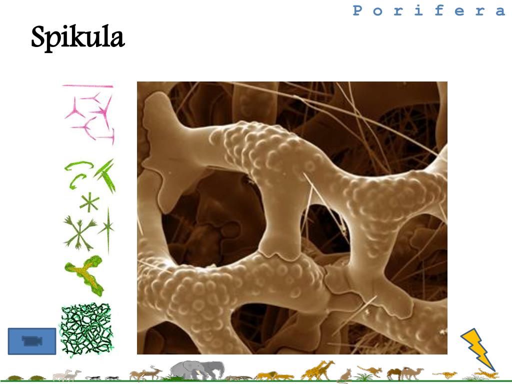 PPT - BAB 9 DUNIA HEWAN (ANIMALIA) PowerPoint Presentation, free ...