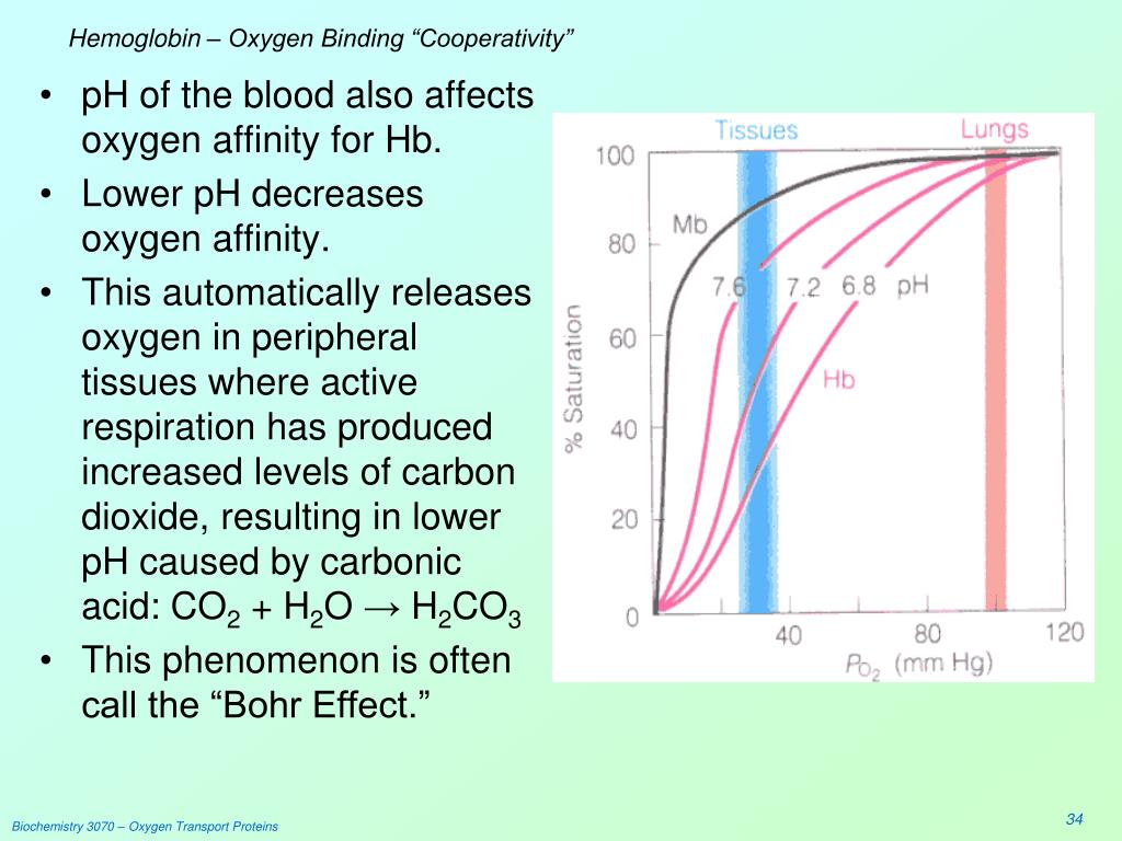 PPT - Oxygen Transport Proteins: Myoglobin & Hemoglobin PowerPoint ... PPT - Oxygen Transport Proteins: Myoglobin & Hemoglobin PowerPoint ...